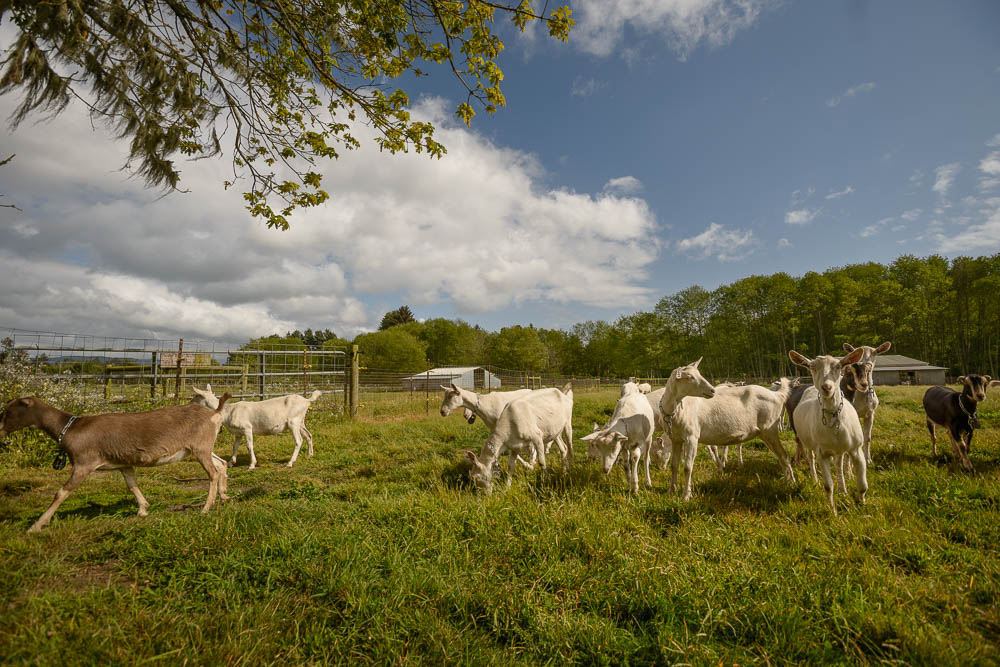 Cypress Grove Chevre - Humane Certified Goat Cheese - Mood of Living